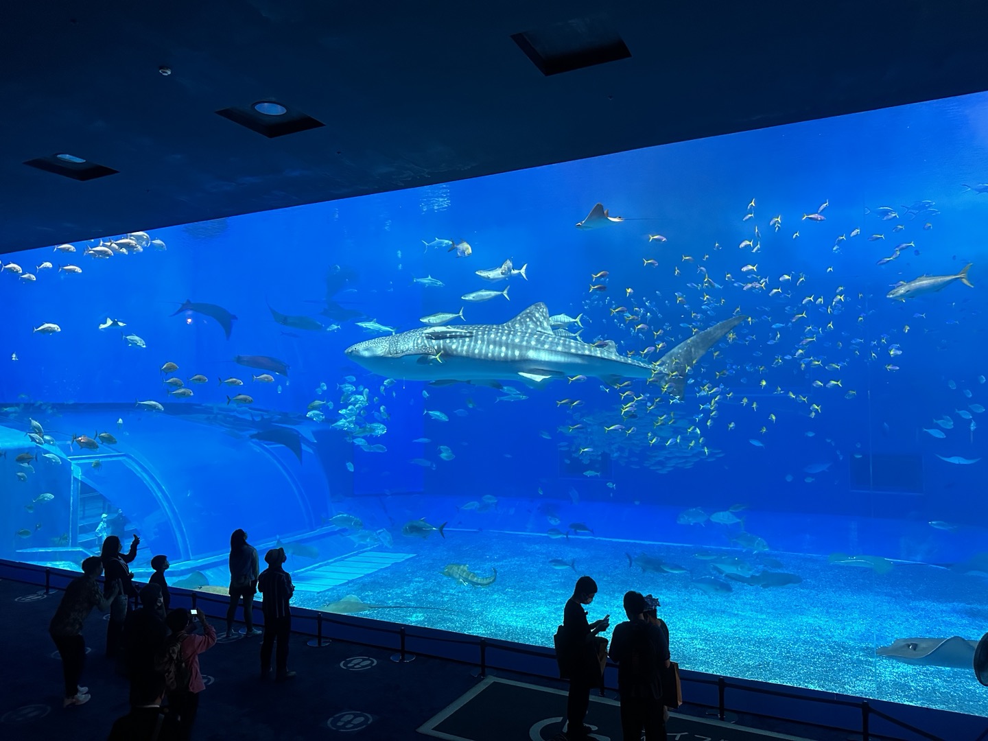 沖縄旅行コンテンツ用収財の為、韓国から撮影チーム来沖｜KAFLIX CLOUD｜レンタカー予約管理と収益最大化に特化したシステム開発